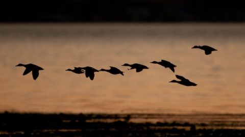 Duck Plucking in Stuttgart, Arkansas (Open Season Waterfowl Processing)